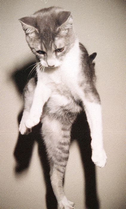 Stereograph Kitty  On Imgur