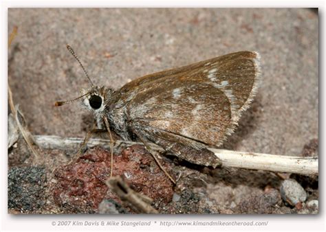 Simius Roadside Skipper