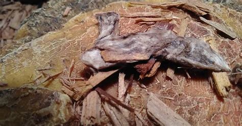 Is This Ball Python Vomit Found It On The Opposite Side Of The