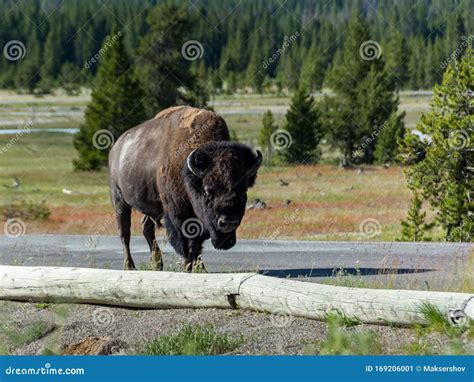 Wild Bison In Yellowstone National Park Wyoming Usa Stock Image Image
