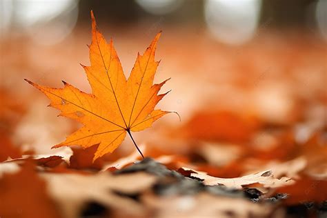 가을 낙엽 단풍이 가을 가을 계절 나무 배경 일러스트 및 사진 무료 다운로드 Pngtree