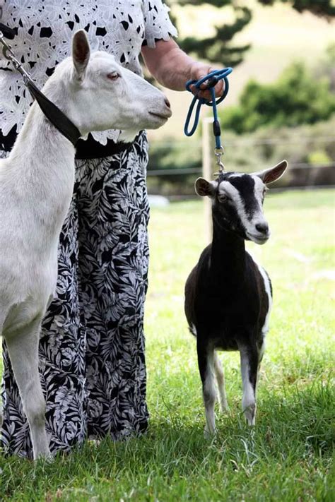Nigerian Dwarf Goats Size And Weight