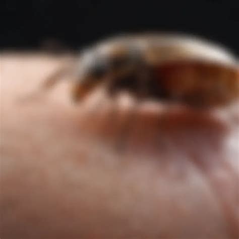 Understanding Bug Bites That Blister Causes And Remedies