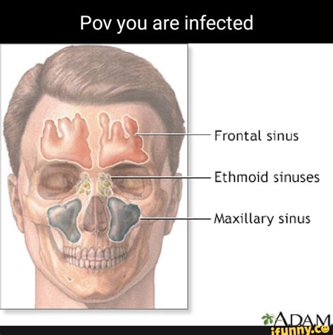 Pov You Are Infected Ethmoid Sinuses Frontal Sinus I Maxillary Sinus Ram Ifunny