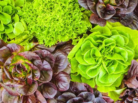 Lettuce Types To Grow