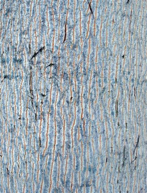 Bark Texture Details Images Free Download On Freepik