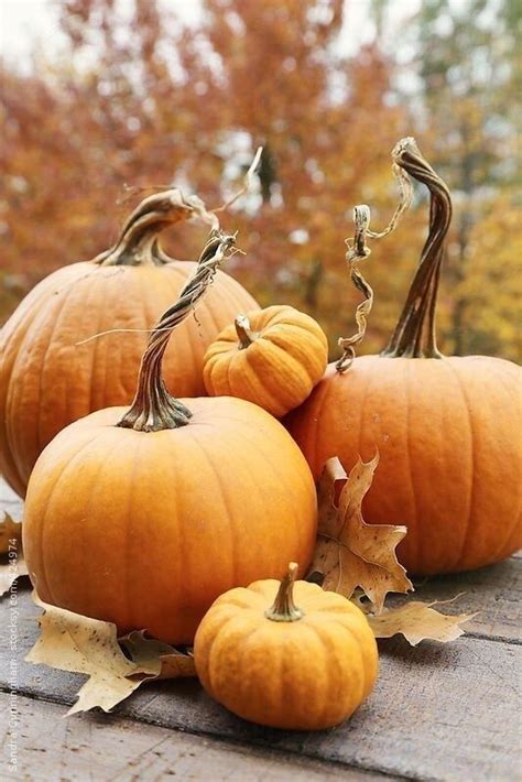 🍂☁︎·̩͙ 𝐩𝐢𝐧𝐭𝐞𝐫𝐞𝐬𝐭 𝐝𝐞𝐯𝐢𝐥𝐢𝐬𝐡𝐥𝐚𝐮𝐠𝐡 Fall Pumpkins Pumpkin Fall Pictures