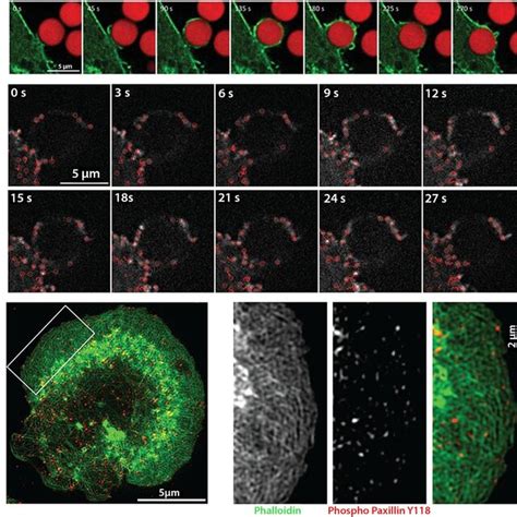 Multi Instrument Microscopy Experiments Inform Complement Download Scientific Diagram