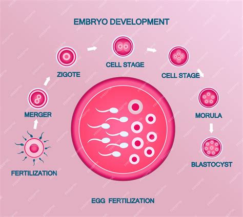 Premium Vector Egg Fertilization