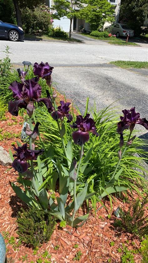 Goth Iris Rgothplants