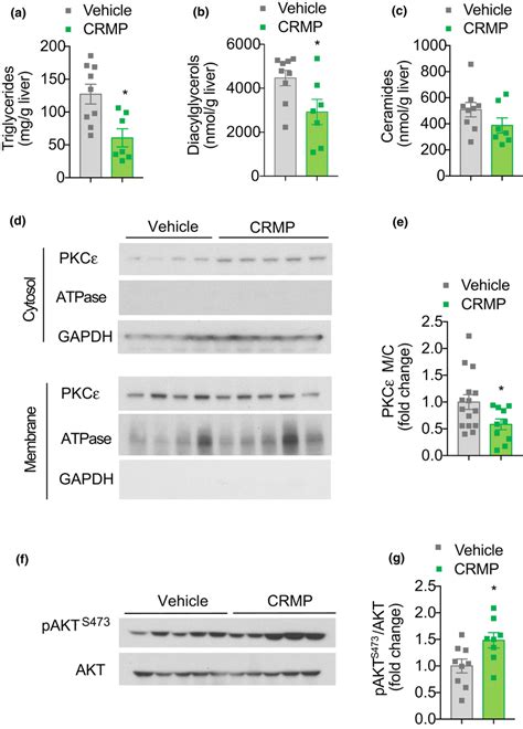 Liver‐directed Mitochondrial Uncoupling Reduces Hepatic Ectopic Lipid Download Scientific