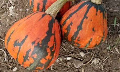Lakota Squash Vine With A History Epic Gardening