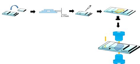 Manipulating Living Cells To Construct Stable 3d Cellular Assembly