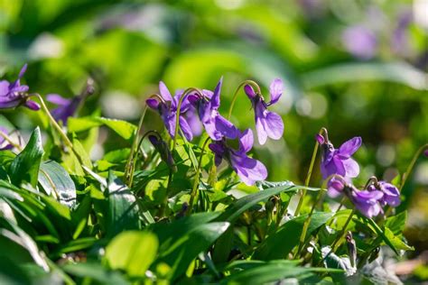 Fiołki Popularne Gatunki Uprawa Oraz Sposoby Nawożenia Gardeneo