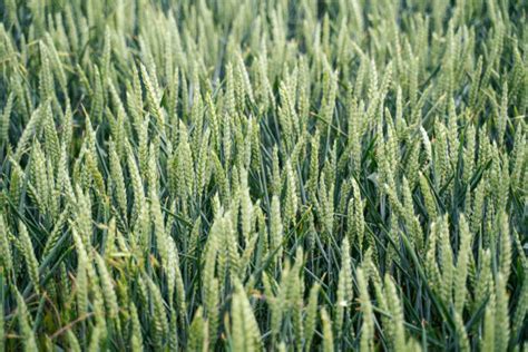 3000개 이상의 겨울 밀 이미지 스톡 사진 그림 및 Royalty Free 이미지 Istock