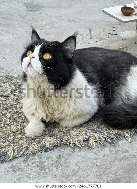 11 Cobby Body Royalty Free Photos And Stock Images Shutterstock