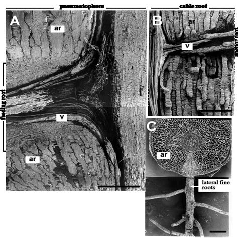 Pdf Morphology Of Four Root Types And Anatomy Of Root Root Junction