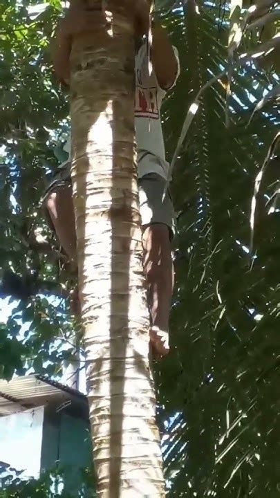 Fresh Cucunot Water Gwynethachu431 Short Youtube