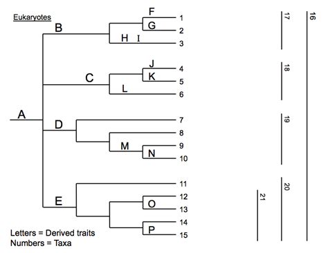 Eukaryotic Phylogeny 1 Diagram Quizlet