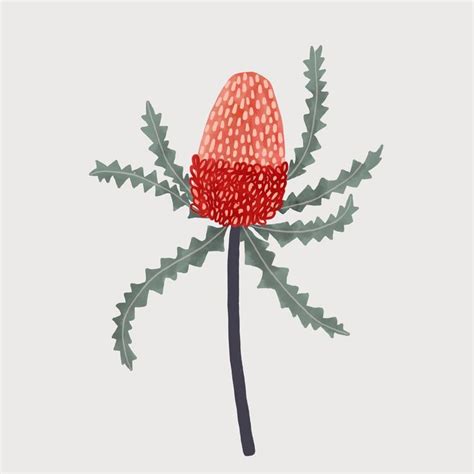 Dancing Banksia Meerianneli Nature Nativeaustralianplants Banksia Illustration