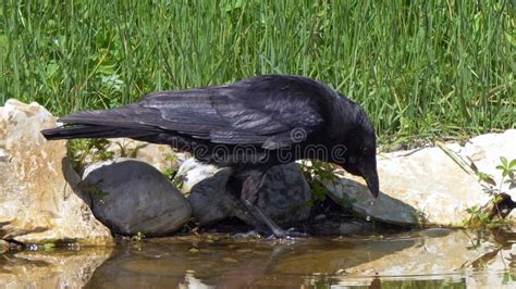 Slow Motion Footage Of A Common Raven Drinking From The Shallow Pond Water In The Garden Stock