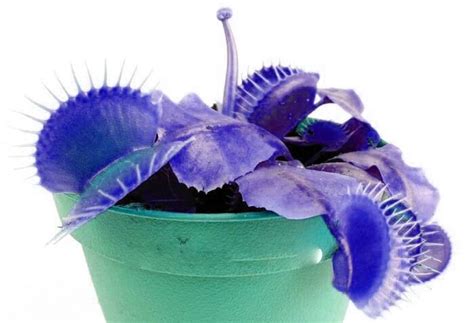 100 Pcs Blue Venus Flytrap Seeds Free Shipping