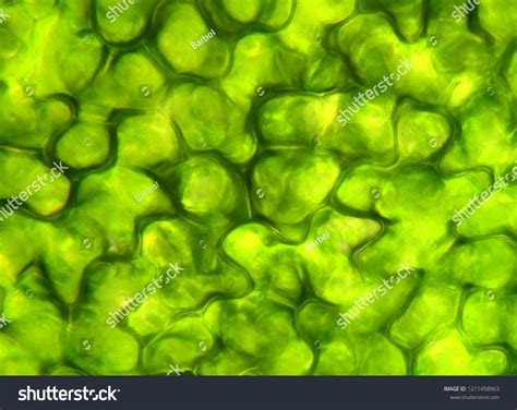 Leaf Stomata Under The Microscopeleaf Stomata Microscope Graphics