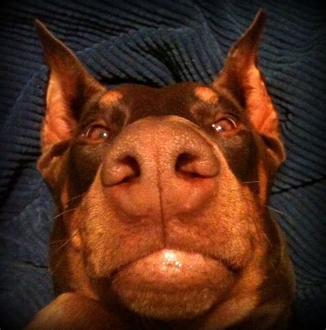 Goofy Doberman