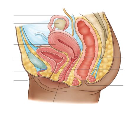 Chapter 16 Female Reproductive System Labeled Diagram Quizlet