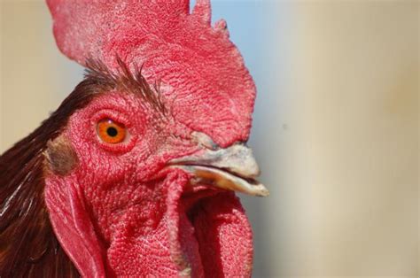Rooster With Top Beak Gone Can I Trim Pics Backyard Chickens