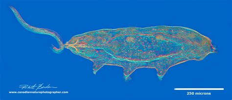 How To Collect And Photograph Water Bears Tardigrades By Robert