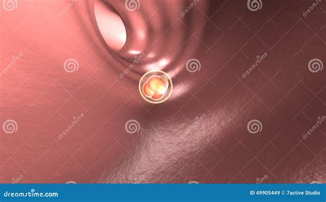 Zygote Cell Divisions Stock Video Video Of Human Microscope 49905449