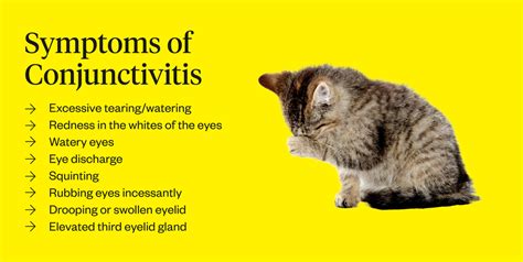 Conjunctivitis In Cats Symptoms Causes And Treatment Dutch