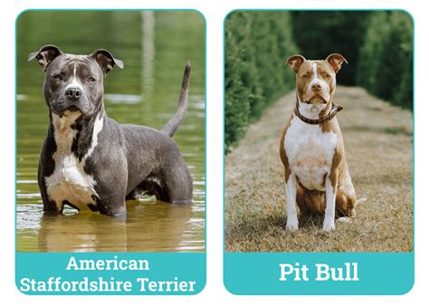 14 Key Differences Between American Staffordshire Terriers And American