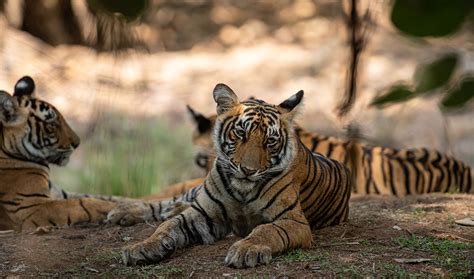 Explore The Rich Tapestry Of Indias National Parks And Wildlife