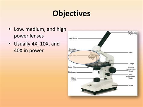 Ppt Parts Of A Microscope Powerpoint Presentation Free Download Id