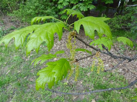 Naturnachbarschaften Rot Eiche Quercus Rubra