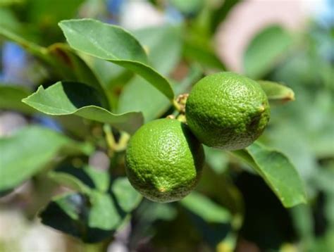 Cómo Cuidar Un árbol De Lima Cultivar Un árbol De Lima Es Muy Sencillo