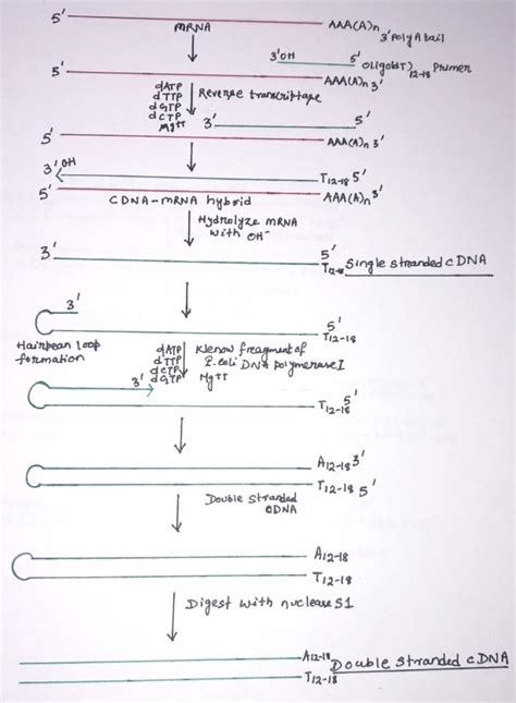 Making Of A Cdna Library Discover Biotech