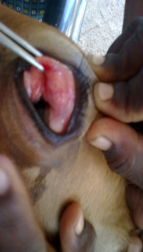 Vet Surgeon Sub Conjunctival Abscess In Calves