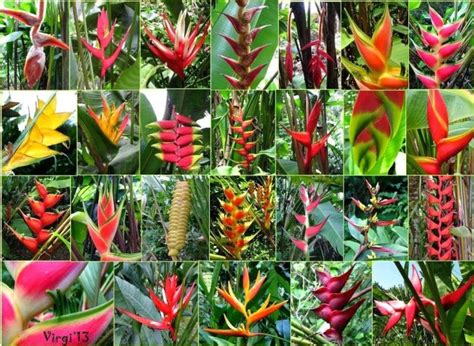 Jual Bunga Pisang Pisangan Heliconia Kota Batu Grosir Bibit Tanaman