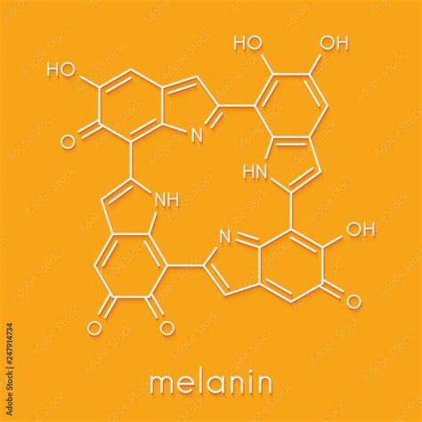Melanin Eumelanin Proposed Oligomeric Structure Model Primary