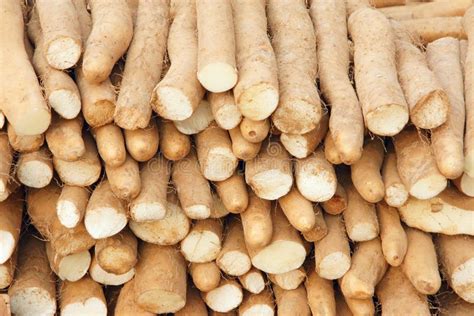 Chinese Yam Crops Stock Image Image Of Nature Garden 33119511