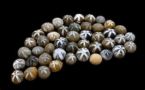 Pin On Biology Echinoderms