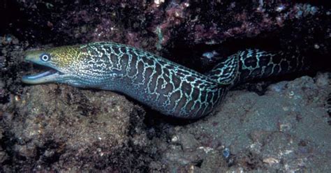 Cosmopolitan Eels Span The Oceans