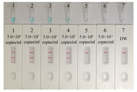 Assay Sensitivity Using Serially Diluted C Trachomatis Ompa Plasmid