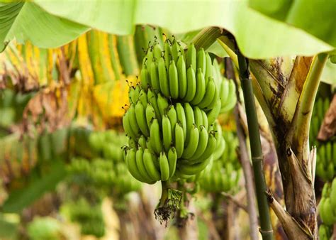 Banana Tree Flowering Stages 🌼🍌 Follow The Journey Of Growth