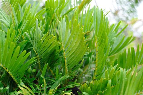 Zamia Identification Health Benefits Uses Invasive Concerns And
