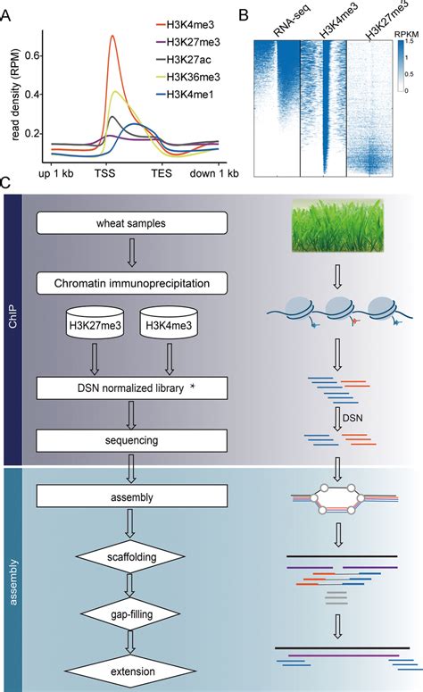 Design Of Cgt Seq A Chip Seq Read Distribution Of Epigenetic Marks