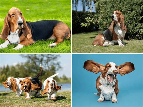 Imágenes De Basset Hound Para